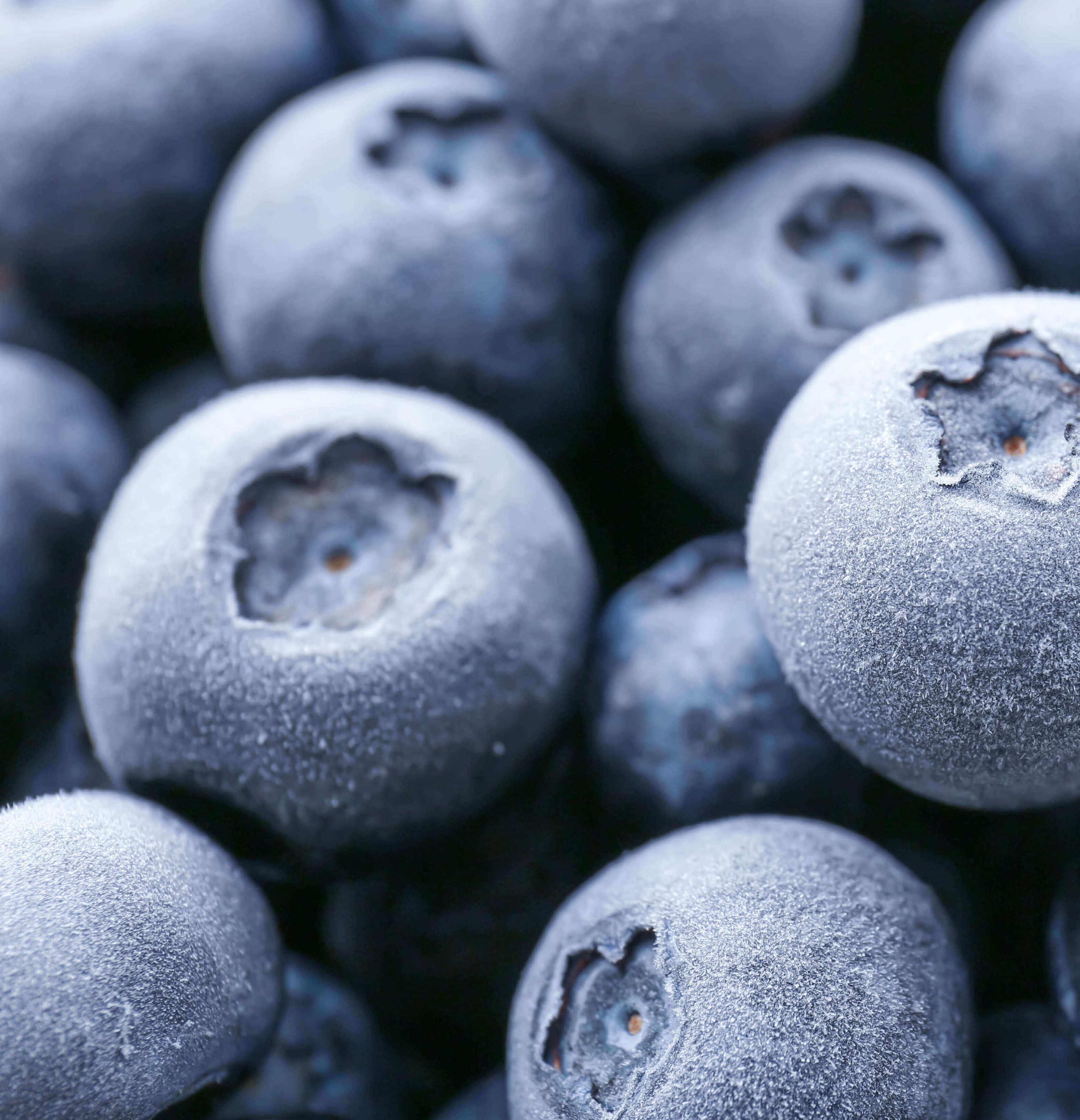 FROZEN Real Organic Blueberries (20 lbs) – King Grove Organic Farm